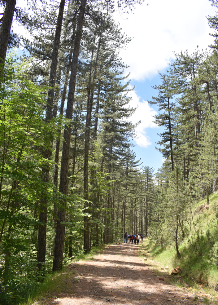 Αρχική | Trekking Hellas