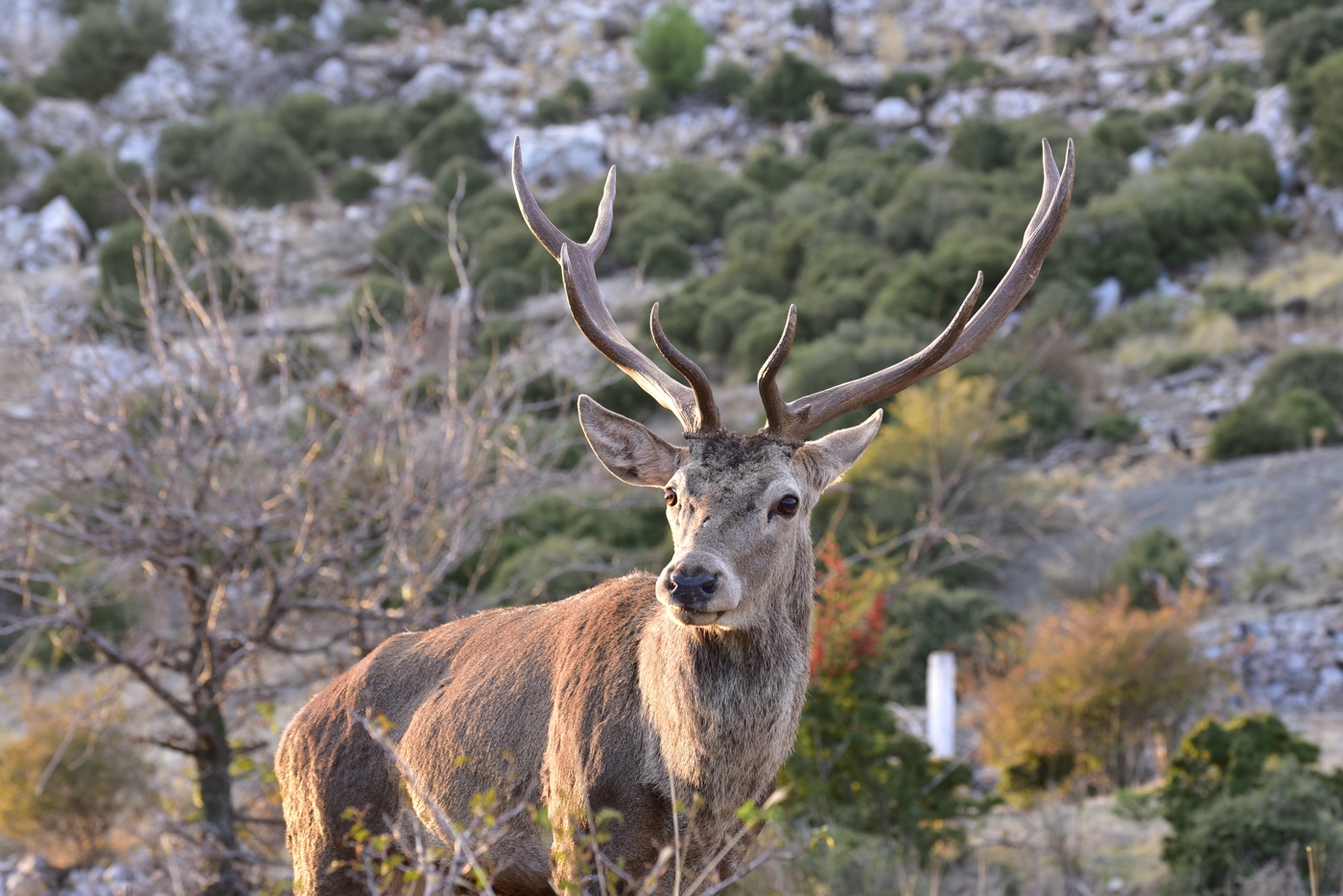 World Wildlife Day: Meet Greece's Coolest Animals | Trekking Hellas