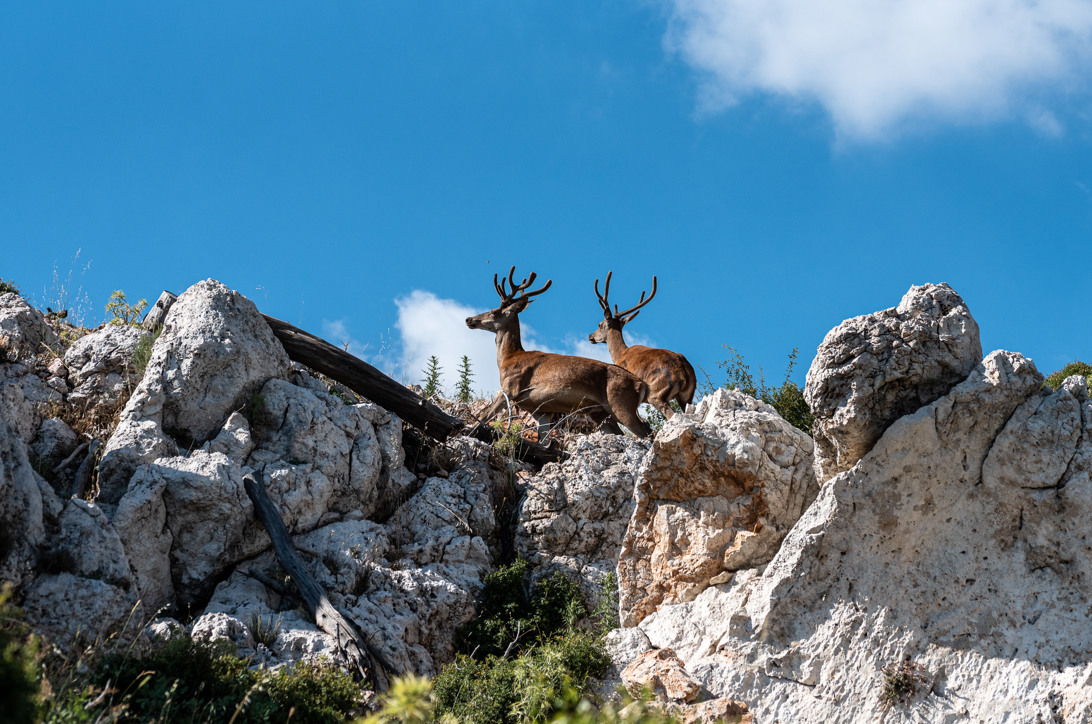 Mount Parnitha | Trekking Hellas